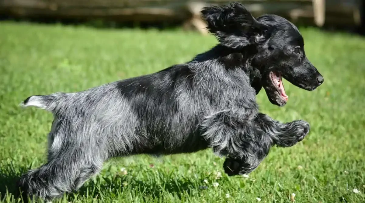 Cocker Gris: une couleur rare et élégante à découvrir